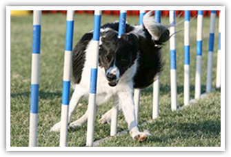 Heart Dog Agility
